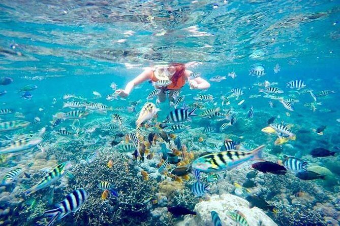Swim with Manta Rays in Nusa Penida - ALL inclusive - Is it Worth the Price?