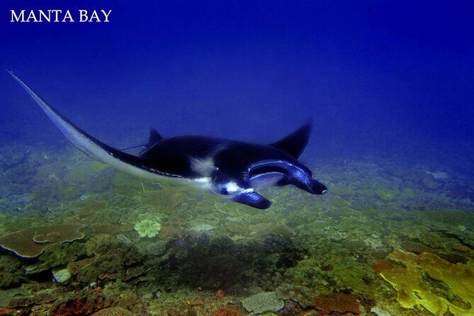 Swim With Manta Rays Nusa Penida Snorkeling - The Perspective from Reviews