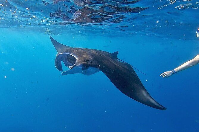 Swim With Manta Rays Snorkeling and West Penida - Key Points