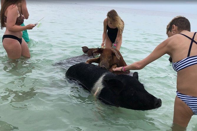 Swim with Pigs on a Tropical Island - The Sum Up: Who Is This Tour Best For?
