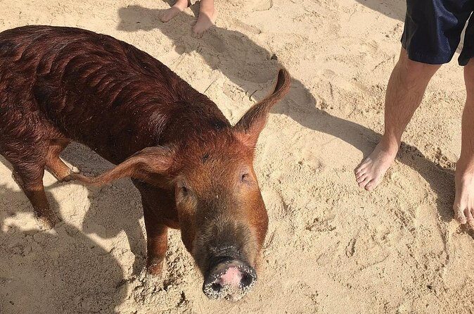 Swim with Pigs on a Tropical Island - FAQ
