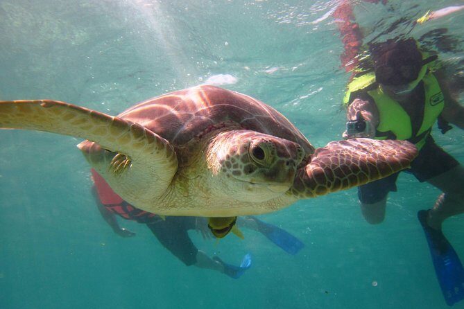 Swim with sea turtles - An In-Depth Look at the Tour Experience