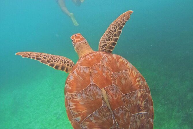 Swim with Sea Turtles in Akumal Plus Visit and Swim in a Cenote - What Makes This Tour Stand Out