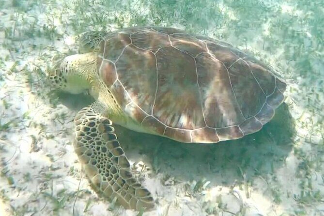 Swim with Sea Turtles in Akumal Plus Visit and Swim in a Cenote - Who Is This Tour Best Suited For?
