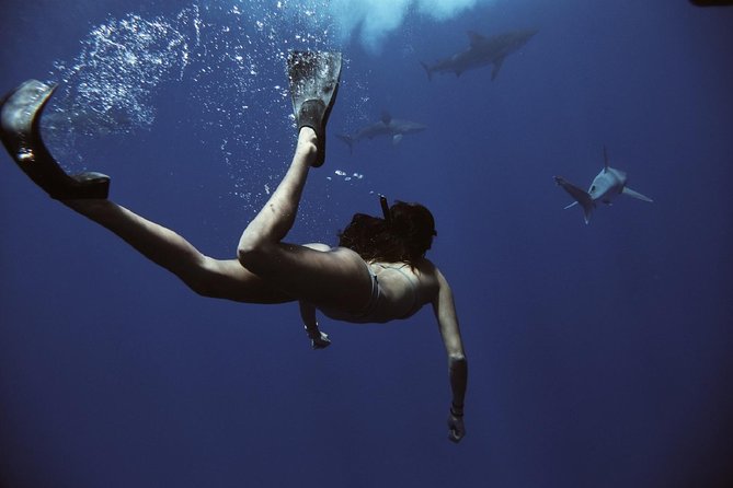 Swim with Sharks Cage-Free from Oahu - Final Thoughts