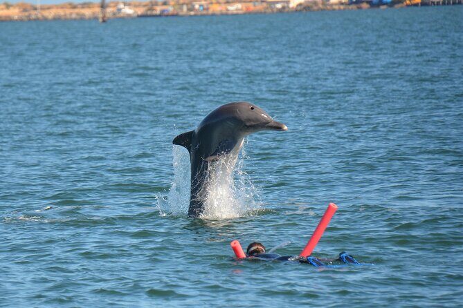 Swim With The Dolphins Experience in Bunbury Australia - What to Expect from the Tour