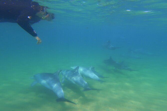 Swim With The Dolphins Experience in Bunbury Australia - Detailed Breakdown of the Tour Itinerary