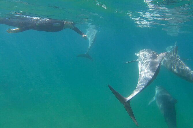 Swim With The Dolphins Experience in Bunbury Australia - Authentic Reviews and Insights