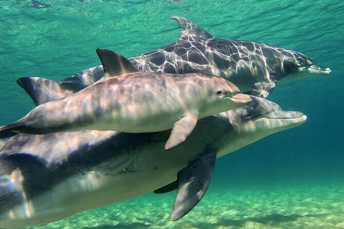 Swim With The Dolphins Experience in Bunbury Australia - Practical Details that Matter