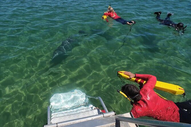 Swim With The Dolphins Experience in Bunbury Australia - Final Thoughts