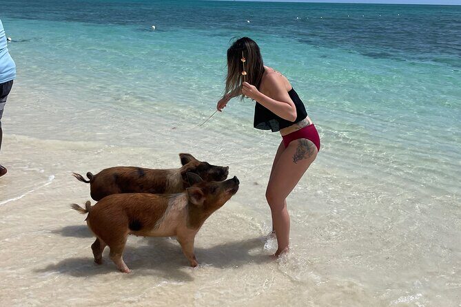 Swim with the Pigs Freeport @Creative Eco Adventures - What Makes This Tour Stand Out