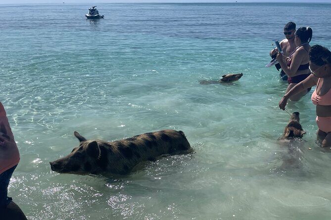 Swim with the Pigs Freeport @Creative Eco Adventures - Final Thoughts: Who Will Love This?