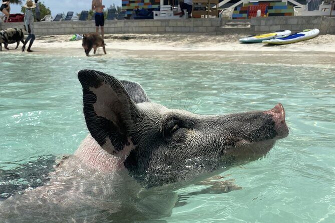 Swim with the Pigs Safari in Bahamas (2hrs) - Introduction
