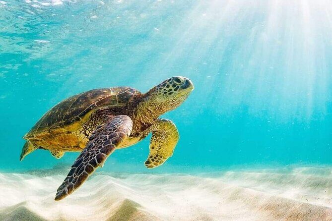 Swim with the Pigs Safari in Bahamas (2hrs) - What to Expect at Each Stop