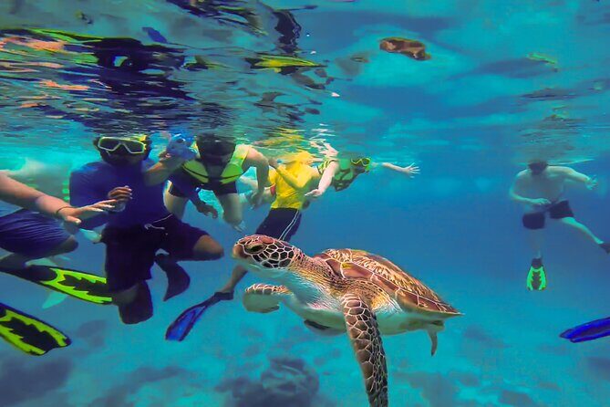 Swim with Turtles at Turtle Bay, Curacao: Boat, Blue Room Cave - Who Will Love This Tour?