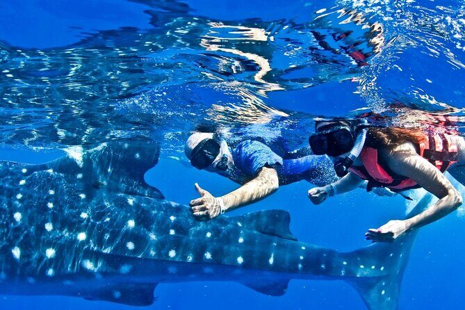 Swim with Whale Shark from Cancun - Authentic Feedback and Insights