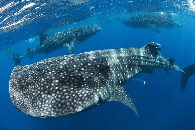 Swim with Whale Shark from Cancun - The Sum Up: Who Will Love This Tour?