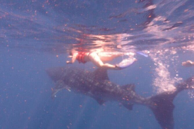 Swim with Whale Shark from Isla Mujeres and Cancun - Group Size, Duration, and Price