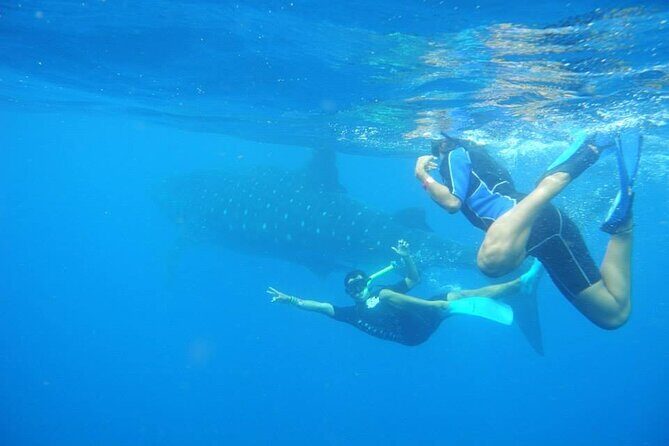 Swim with Whale Shark from Isla Mujeres and Cancun - The Experience: pros and cons