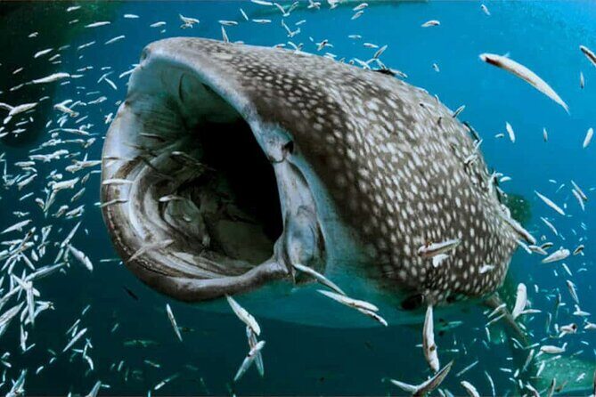 Swim with Whale Shark from Isla Mujeres and Cancun - Who Will Love This Tour?