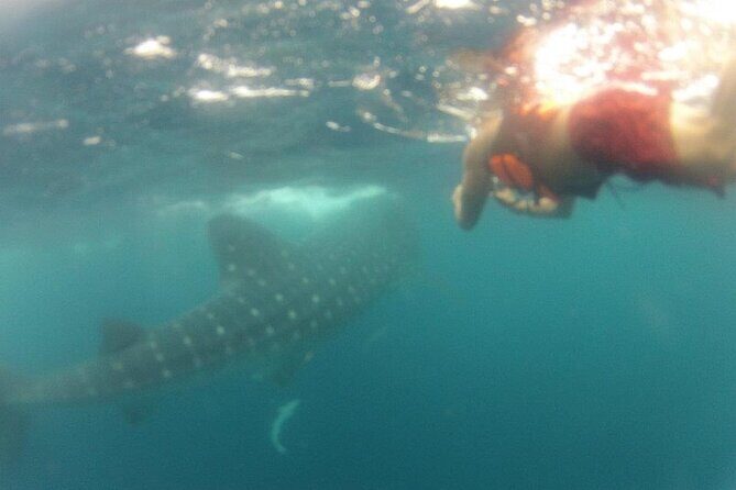 Swim with Whale Shark from Isla Mujeres and Cancun - Final Thoughts