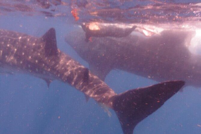 Swim with Whale Shark from Isla Mujeres and Cancun - FAQs