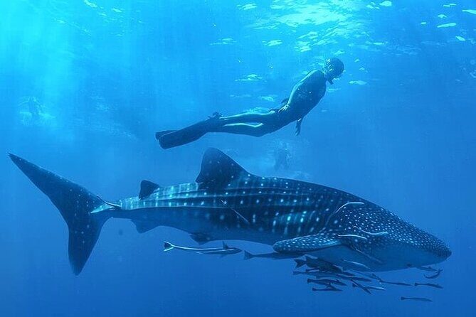 Swim with Whale Shark from La Paz - An In-Depth Look at the Tour Experience