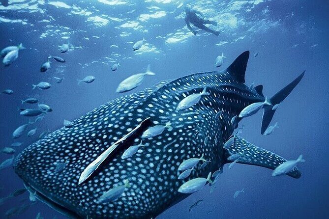 Swim with Whale Shark from La Paz - Frequently Asked Questions
