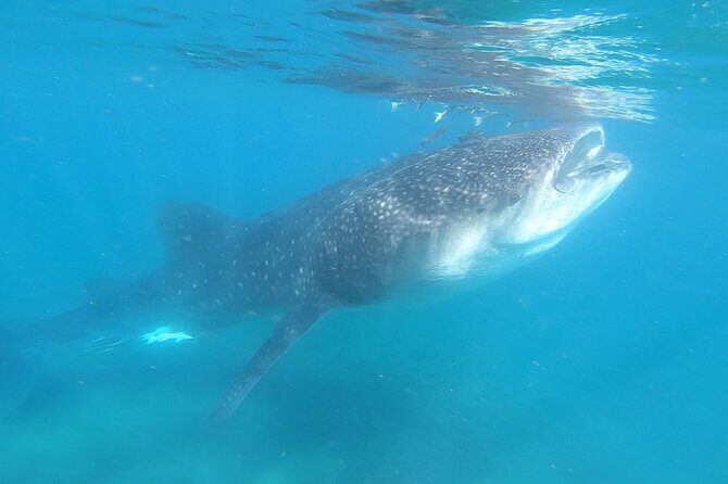 Swim with Whale Sharks in La Paz - An In-Depth Look at the La Paz Whale Shark Tour