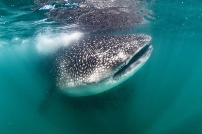 Swim with Whale Sharks in La Paz - Key Points
