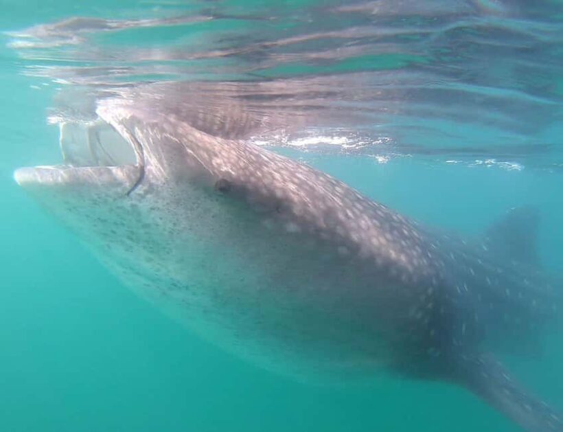 Swim with Whale Sharks in La Paz - Practical Tips for Your Trip