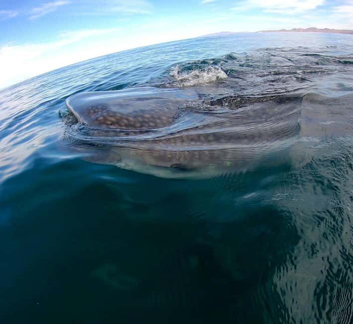 Swim with Whale Sharks in La Paz - The Sum Up