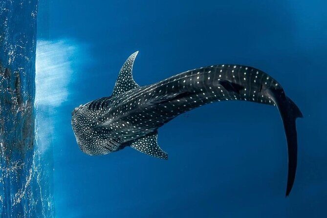 Swim with Whale Sharks Private tour from Playa del Carmen - Swimming with Whale Sharks Private Tour from Playa del Carmen: An In-Depth Review