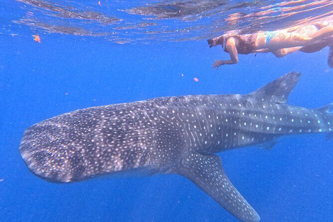 Swim with Whale Sharks Private tour from Playa del Carmen - Authentic Insights from Travelers