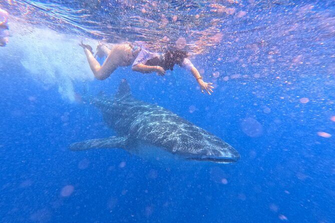 Swim with Whale Sharks Private tour from Playa del Carmen - Practical Details and Considerations