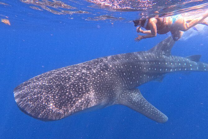 Swim with Whale Sharks Private tour from Playa del Carmen - Final Thoughts: Is This Tour Right for You?