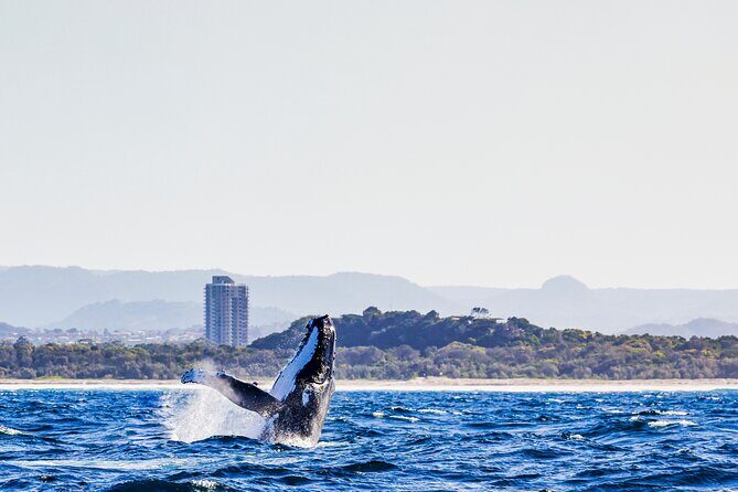 Swim with Whales Gold Coast - What Makes This Tour Special?