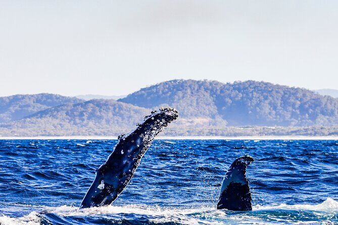 Swim with Whales Gold Coast - Detailed Breakdown of the Experience
