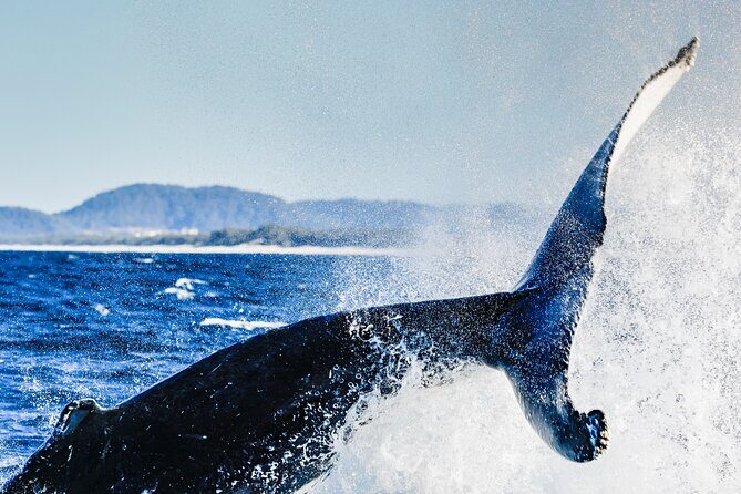 Swim with Whales Gold Coast - FAQ