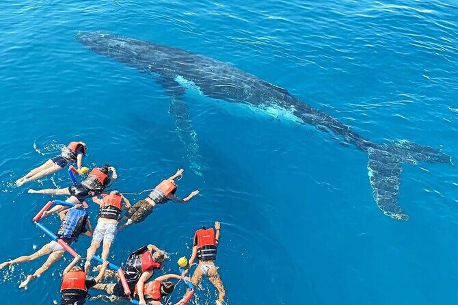 Swim with Whales in Gold Coast - Key Points