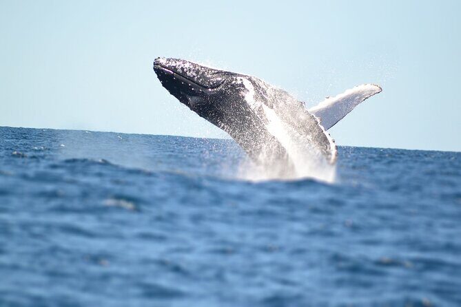 Swim with Whales in Gold Coast - Authentic Experiences and Real Feedback