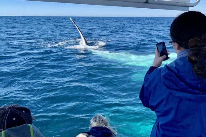 Swim with Whales in Gold Coast - Who Will Love This Tour?