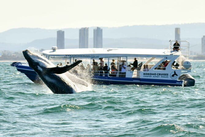 Swim with Whales in Gold Coast - FAQ
