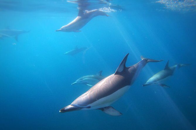 Swim With Wild Dolphins in Tauranga - An Honest Look at the Experience