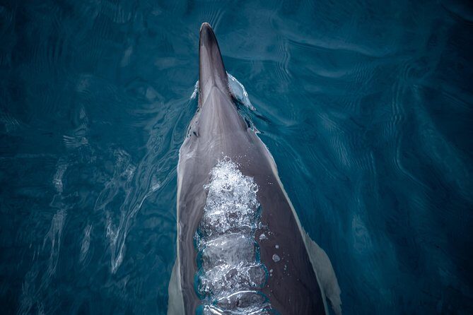 Swim With Wild Dolphins in Tauranga - FAQ
