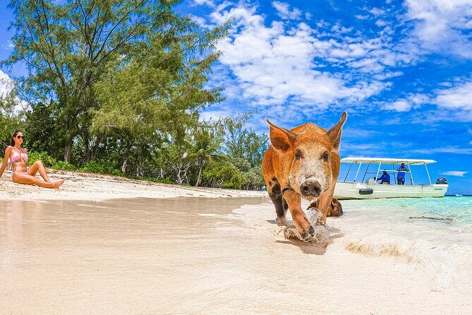 Swimming Pigs and Pearl Island Beach Escape - Who Will Love This Tour?