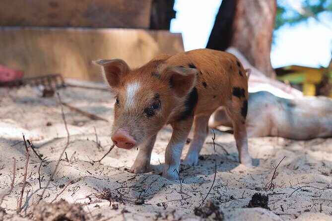 Swimming Pigs & ATV Tour - Frequently Asked Questions