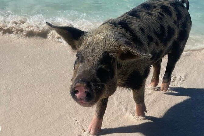 Swimming Pigs Encounter and Rose Island Beach Day Adventure - Introduction: What’s on Offer?