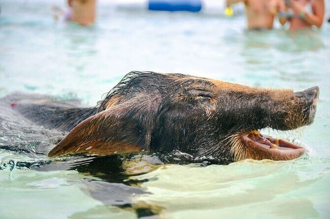 Swimming Pigs Of Rose Island & Beach Day - Group Tour - Practical Information and Tips