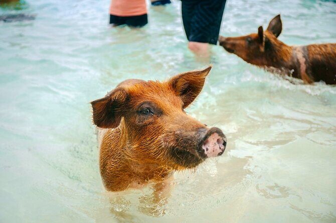 Swimming Pigs Of Rose Island & Beach Day - Group Tour - FAQ